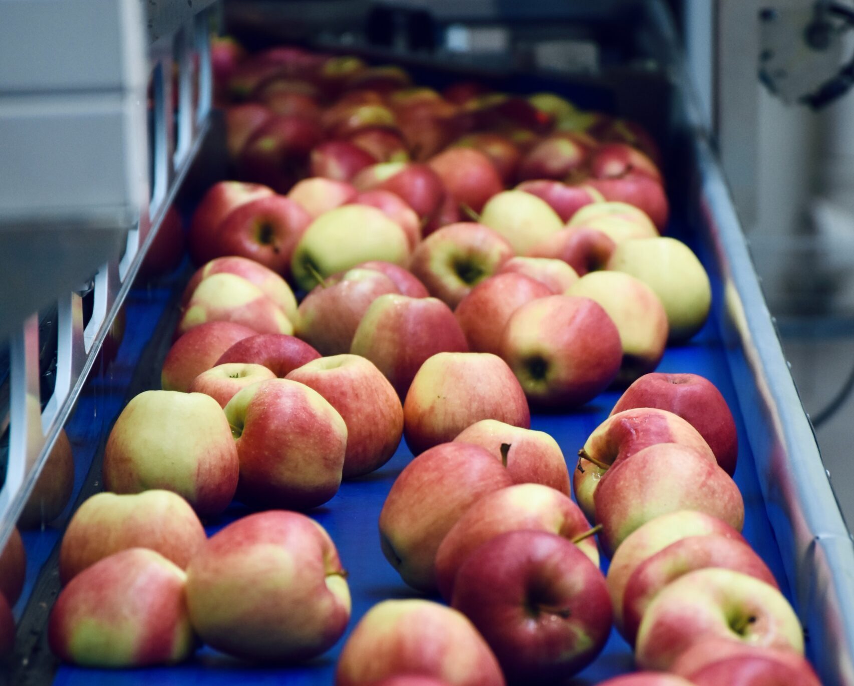 Electric linear actuators for the food industry automation